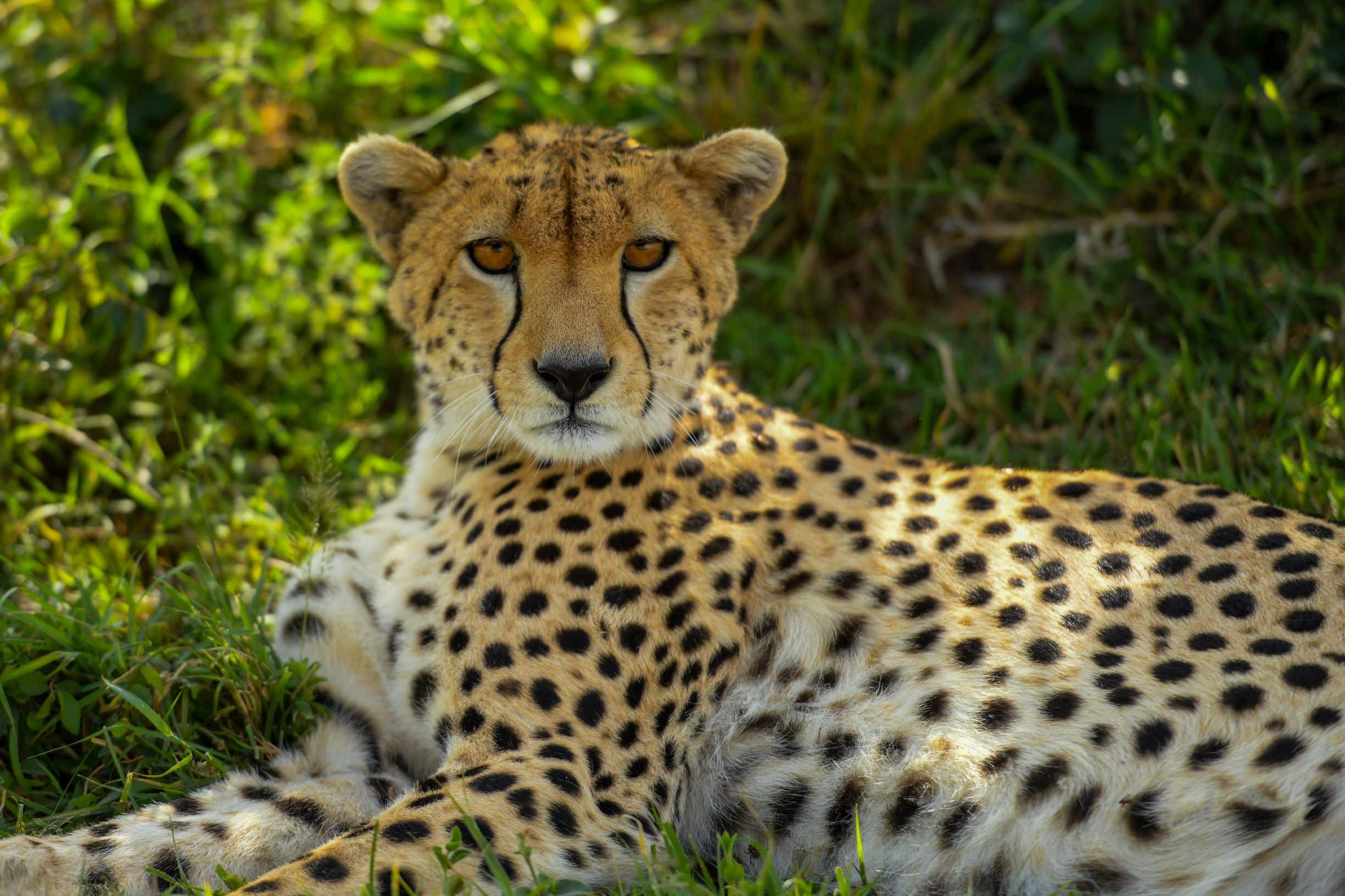 3 Day Masai Mara Guided Safari