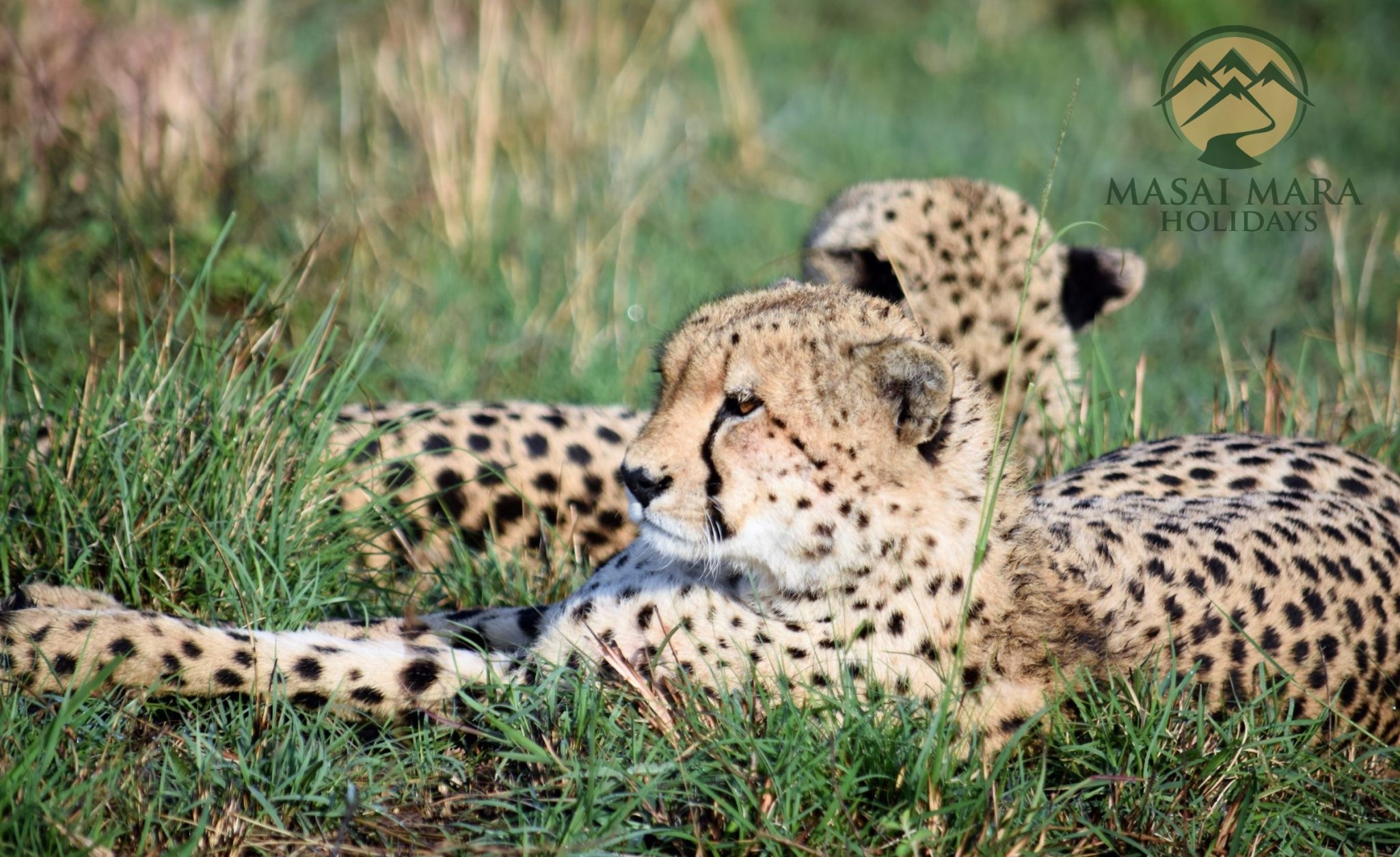 Must-See Wildlife Encounters in Masai Mara - Masai Mara Holidays