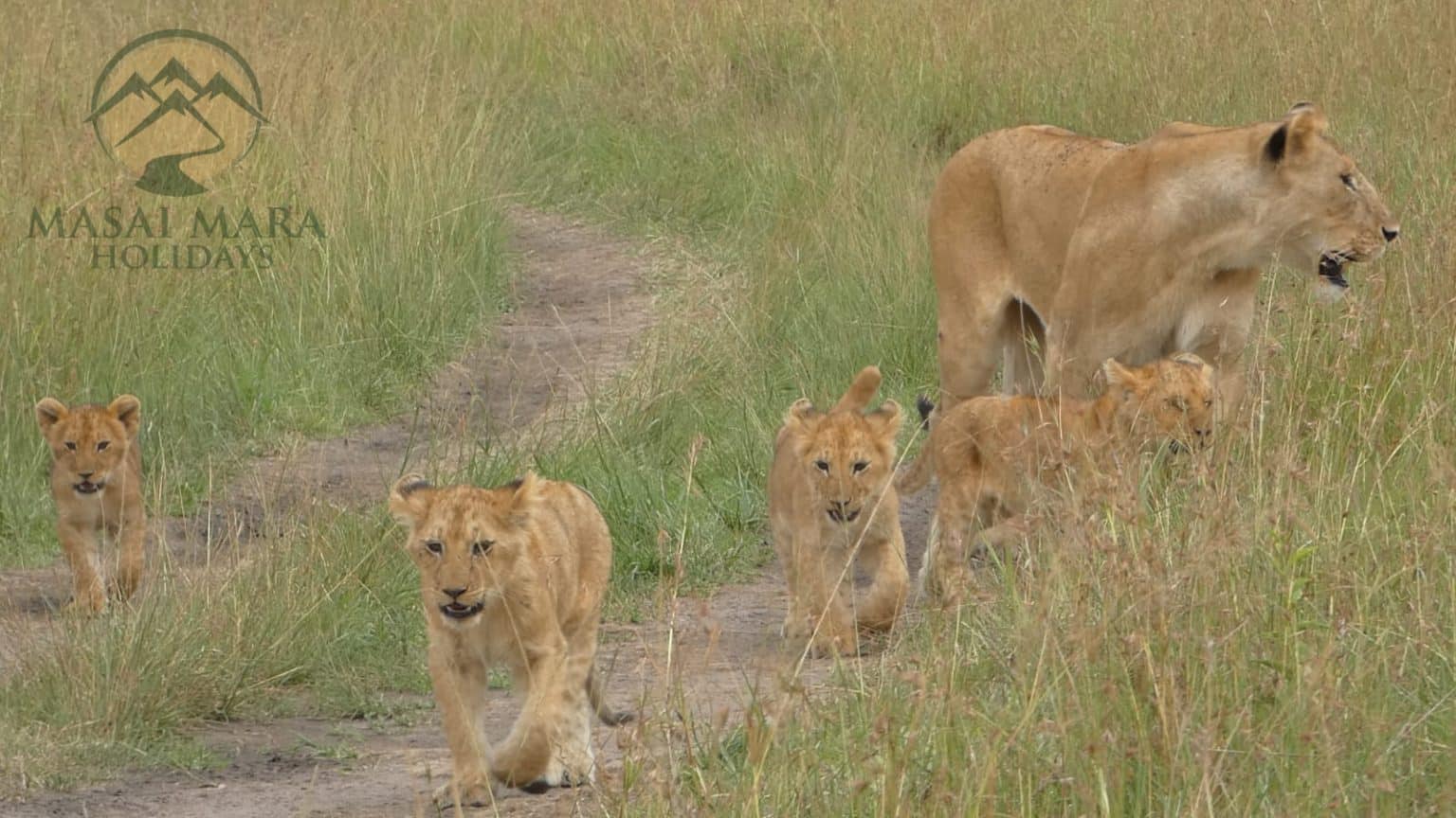 Must-See Wildlife Encounters in Masai Mara - Masai Mara Holidays