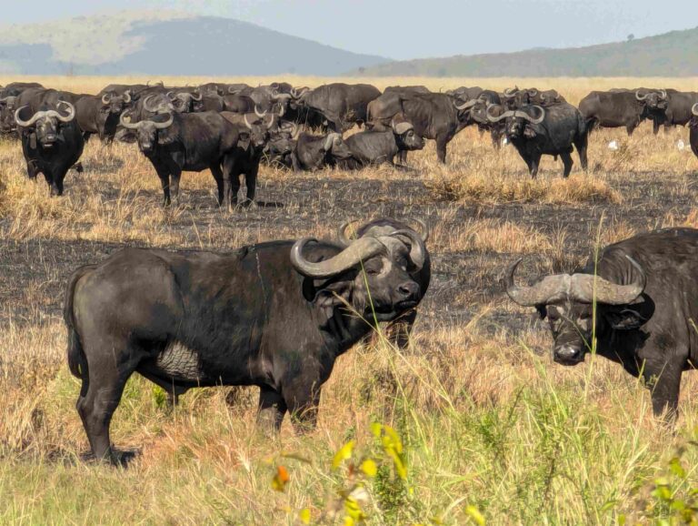 Masai Mara Africa - Masai Mara Holidays